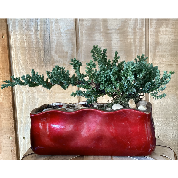 Shop - Juniper Bonsai - Red Planter Large